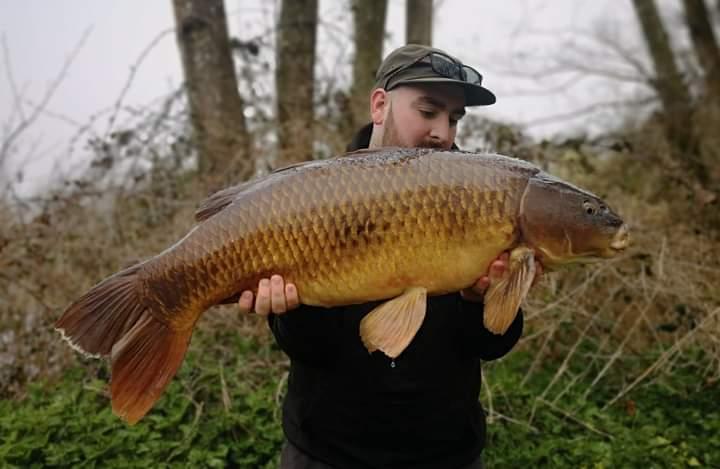 The angry common | Total Carp